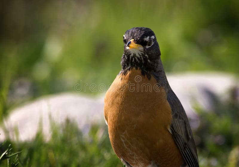 American robin stock photo. Image of beauty, animal, american - 56380754