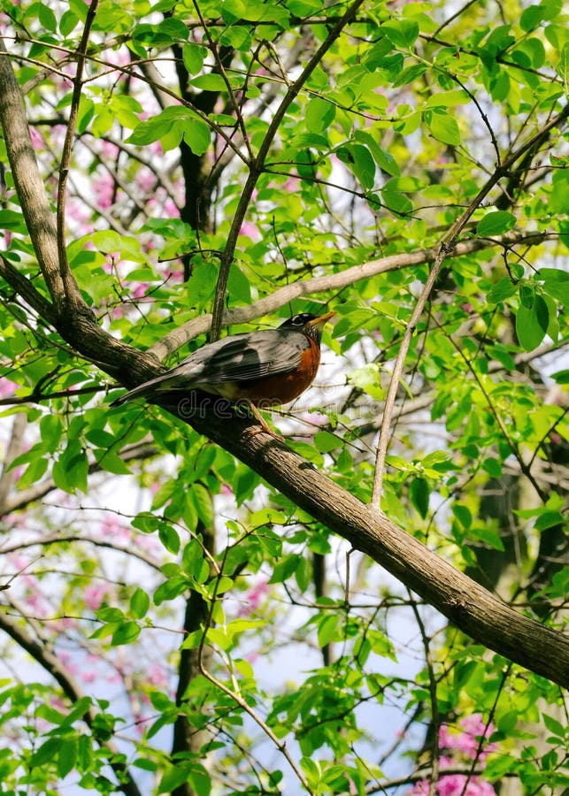 Signs of spring stock photo. Image of signs, life, blur - 88869564