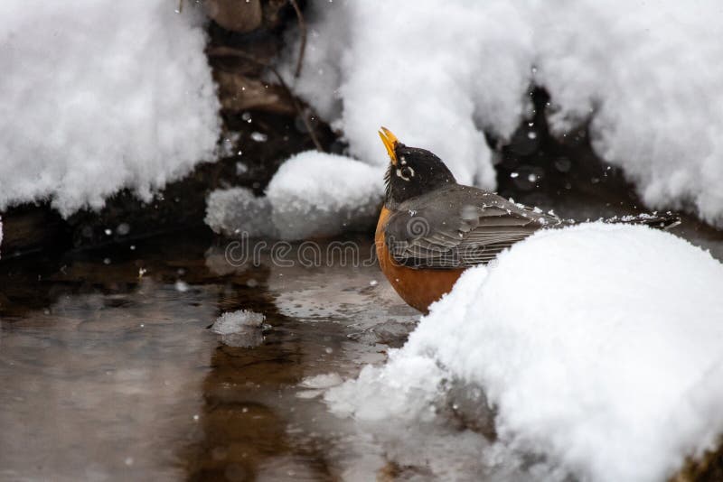 American Robin in Snow stock photo. Image of water, stream - 164649372