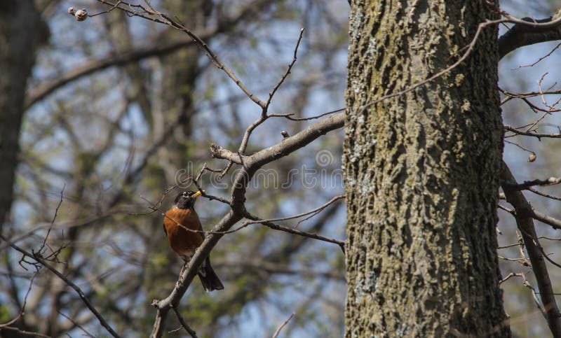 American Robin stock photo. Image of limb, feather, thrush - 39892520