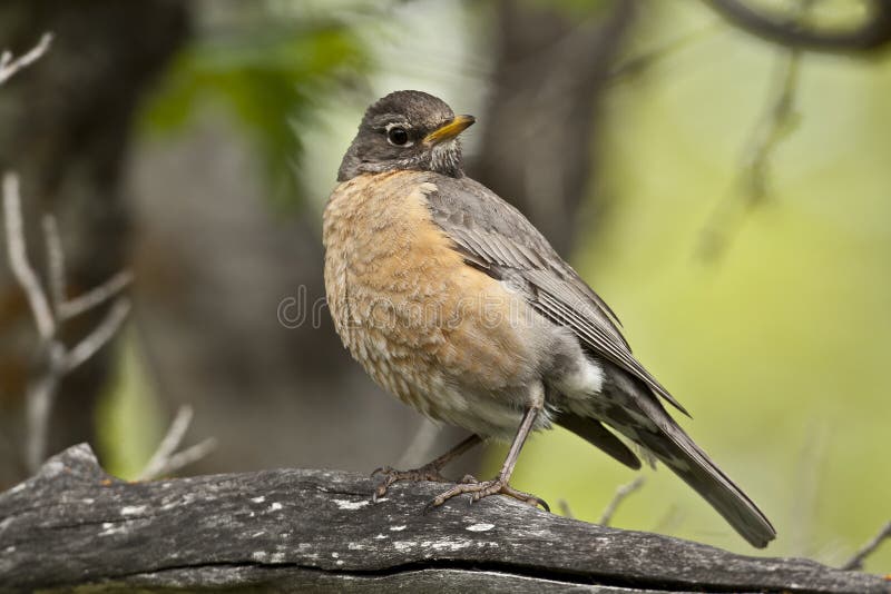 American Robin stock image. Image of trees, robin, feathers - 31254541