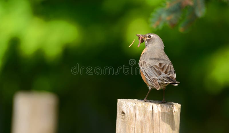American robin stock photo. Image of wing, prey, beak - 31617660
