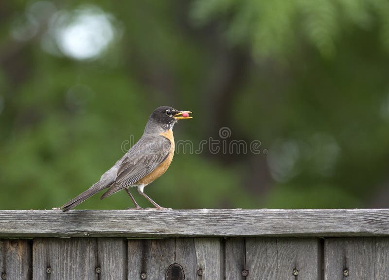 American robin stock image. Image of gardening, american - 73236003