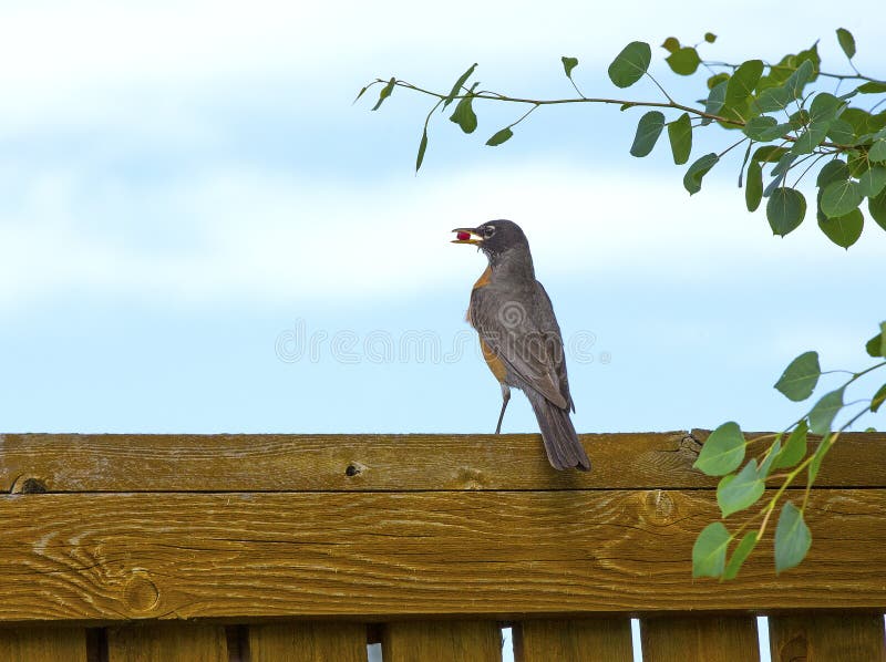 American robin stock image. Image of summer, ornamental - 73236489
