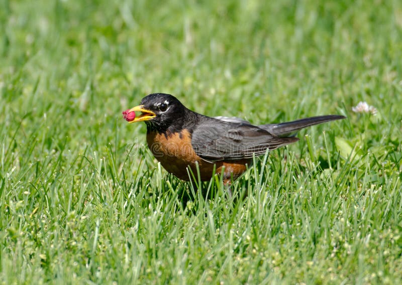 American Robin in Berry Tree Stock Image - Image of outdoors ...