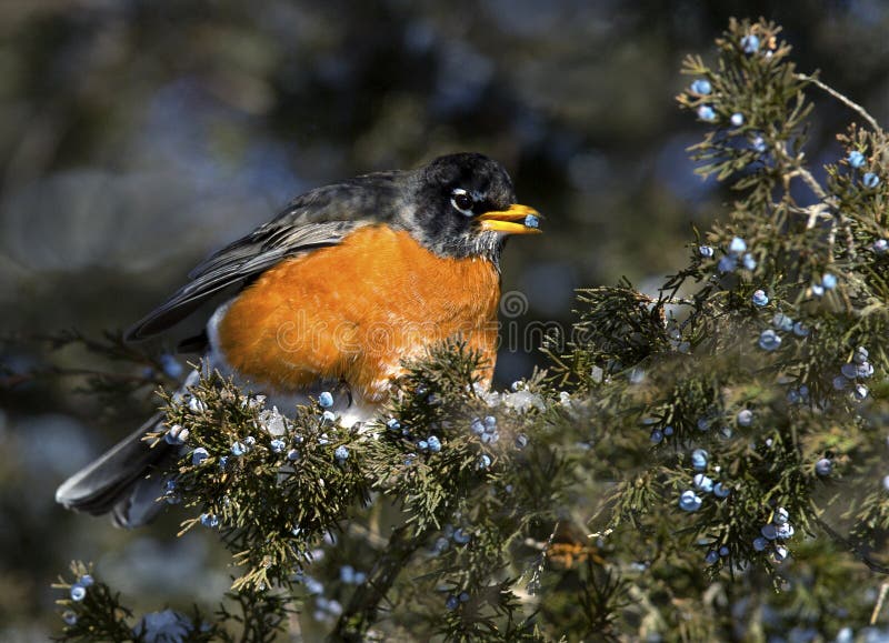 American Robin (Turdus Migratirius) Stock Image - Image of feathers ...