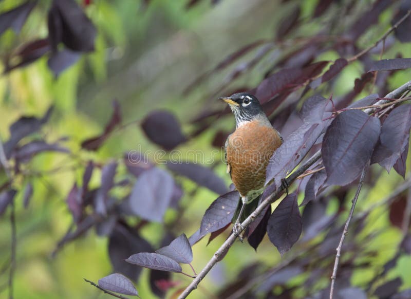 American robin in fall stock image. Image of outdoors - 256000081