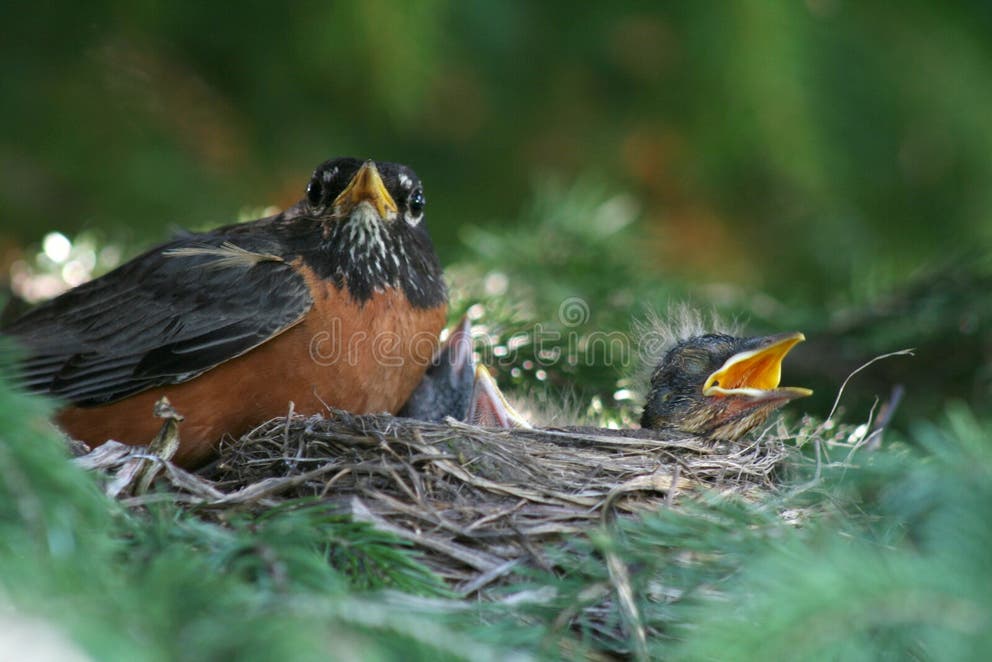 American Robin Family stock image. Image of mother, nature - 22933535