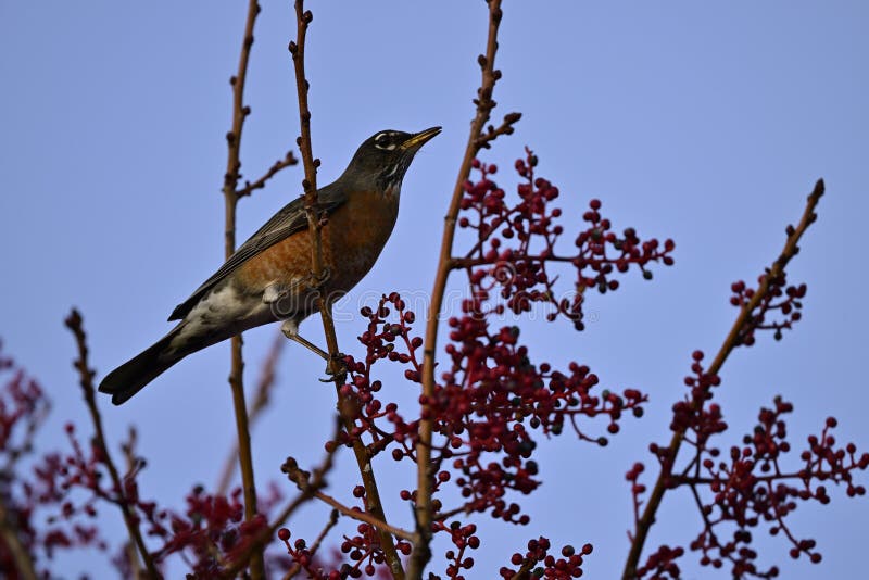 American Robin Picking Berries Stock Photo - Image of nature, berries ...
