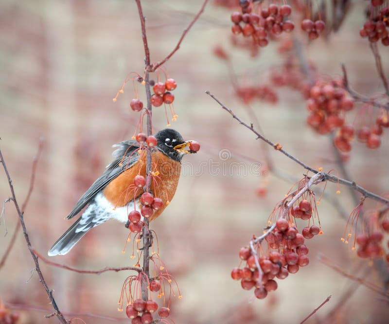American Robin in Berry Tree Stock Image - Image of outdoors ...
