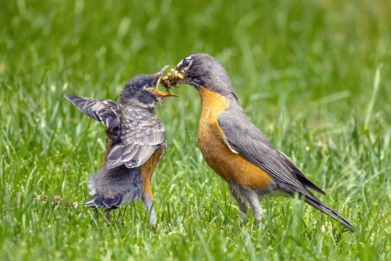 An American Robin Feeding Its Chick Young Bird on Green Grass Stock ...