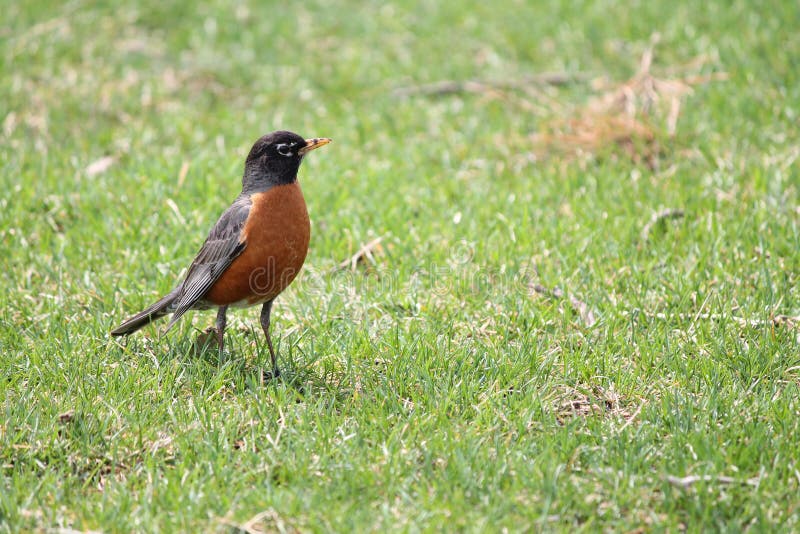 American Robin stock image. Image of orange, green, migratorius - 102245701