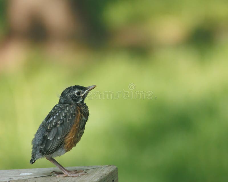 American robin fledgling stock image. Image of bird - 277355701