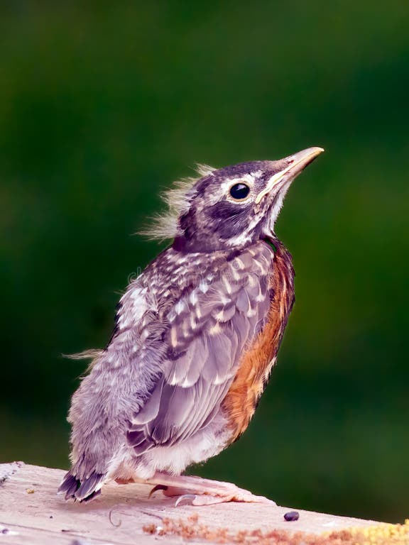 American robin fledgling stock image. Image of rest - 277355703