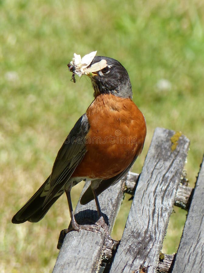 American Robin with fly stock image. Image of american - 98588003