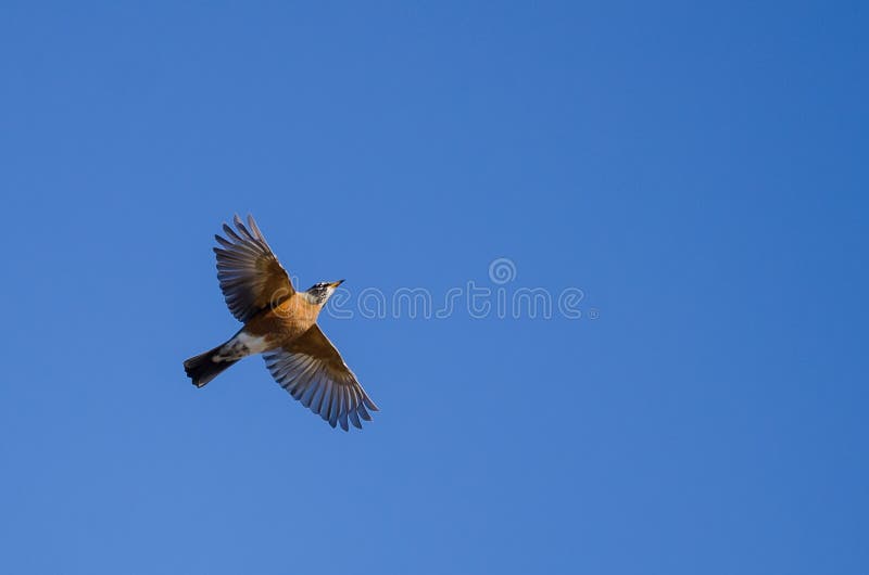 American Robin Flying in a Blue Sky Stock Photo - Image of blue, brown ...