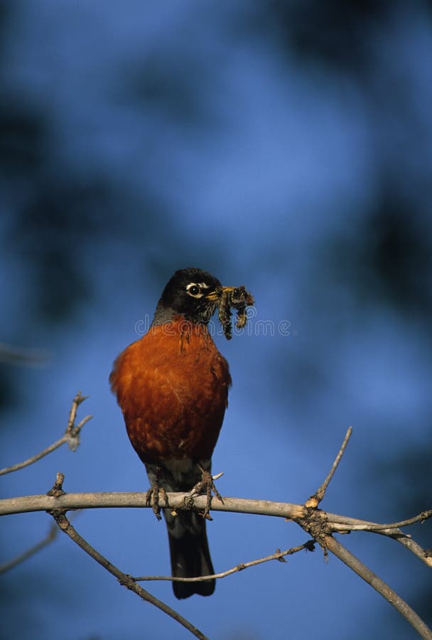 American Robin with Food stock photo. Image of avian, outdoors - 9154074