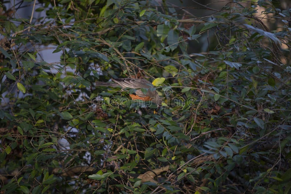 American Robin Foraging Berries Stock Photo - Image of life, living ...