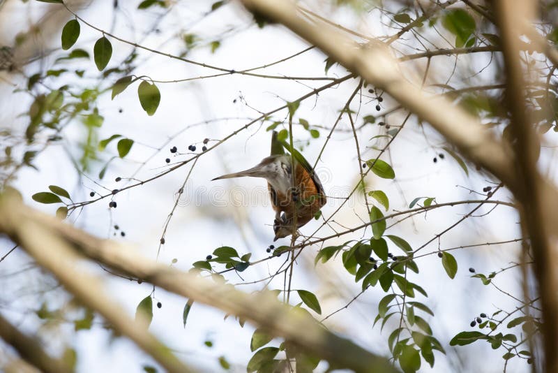 American Robin Foraging stock image. Image of conserve - 231413623
