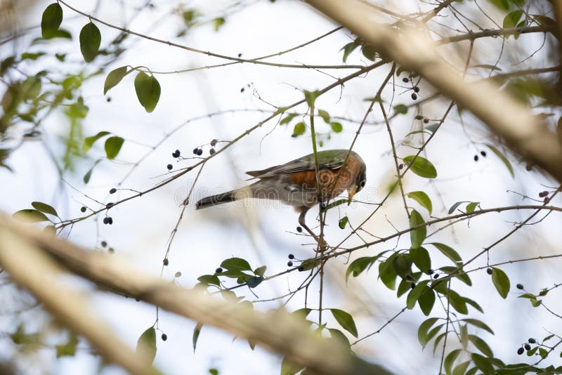 American Robin Foraging stock photo. Image of feather - 231413628