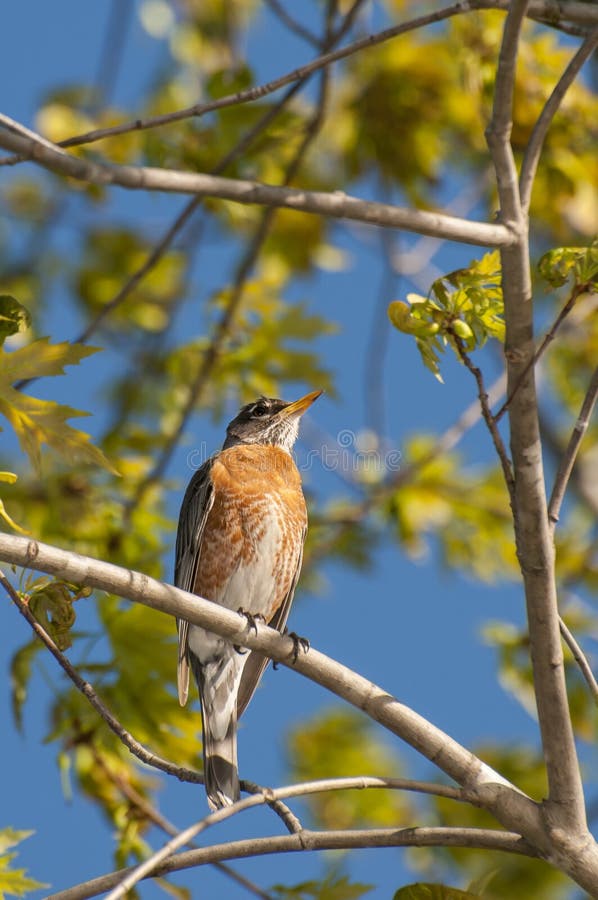 American Robin Framed in a Beautiful Spring Setting in a Tree Stock ...