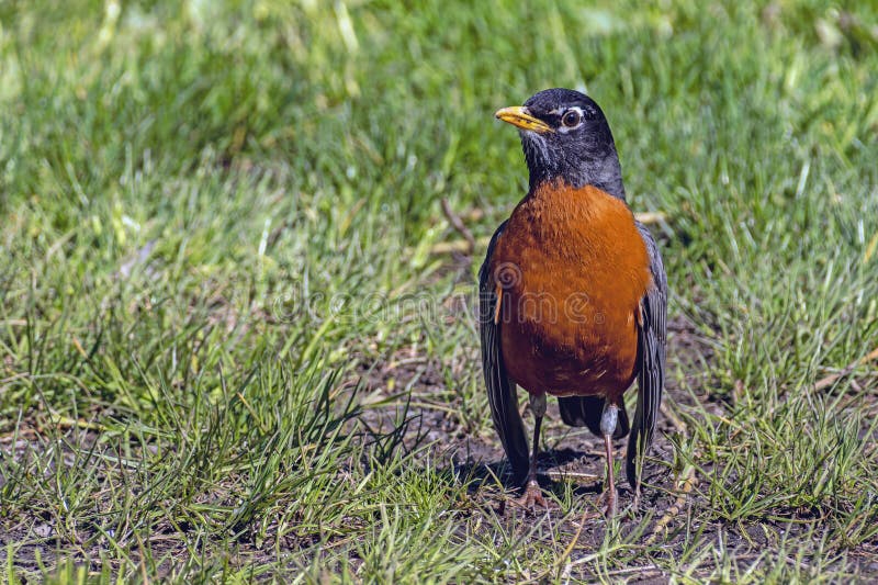 American Robin Front View, Standing in Grass Stock Photo - Image of ...