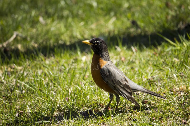 American Robin stock photo. Image of grass, robin, canada - 71433280