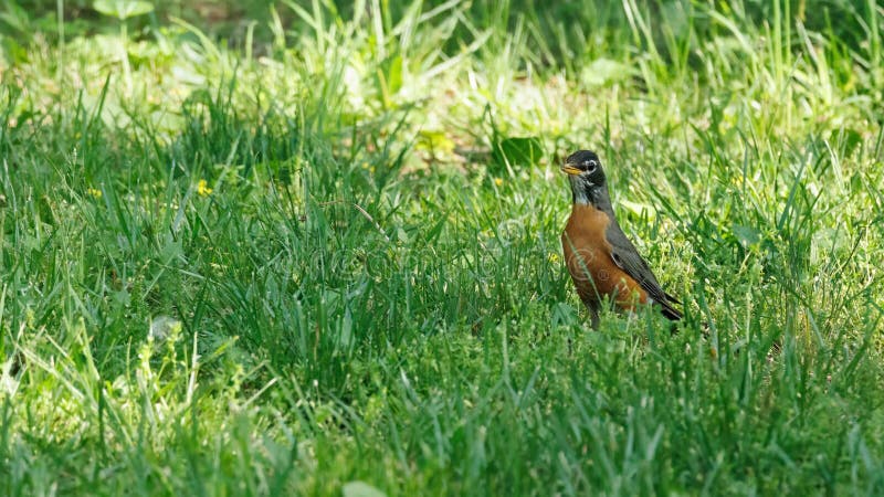 American Robin in the Grass Stock Image - Image of meadow, wildlife ...
