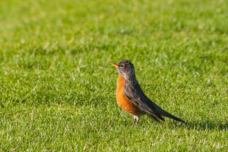 Robin stock photo. Image of search, robin, feather, ground - 19712366