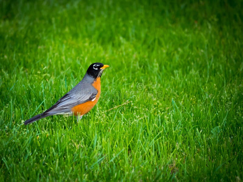 Robin Jumping Stock Photos - Free & Royalty-Free Stock Photos from ...