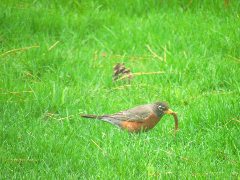 American Robin On Green Grass Field Picture. Image: 116433945