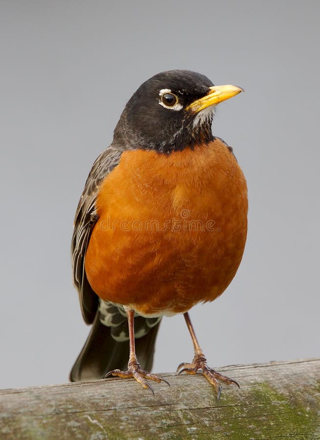 American robin in flight stock photo. Image of wings - 47524544