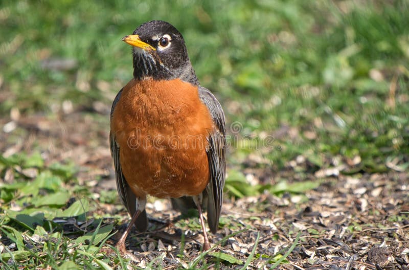 American Robin on Ground stock photo. Image of habitat - 144188730