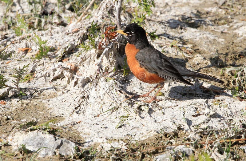 American Robin Hunting for Insects on Shore Stock Photo - Image of ...