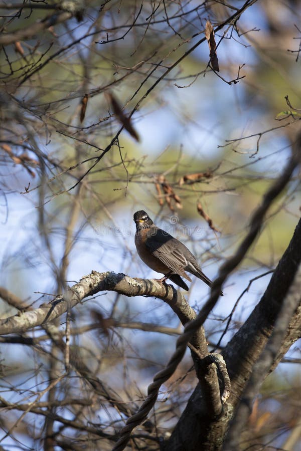 American Robin Looking Around Stock Photo - Image of fauna, orange ...