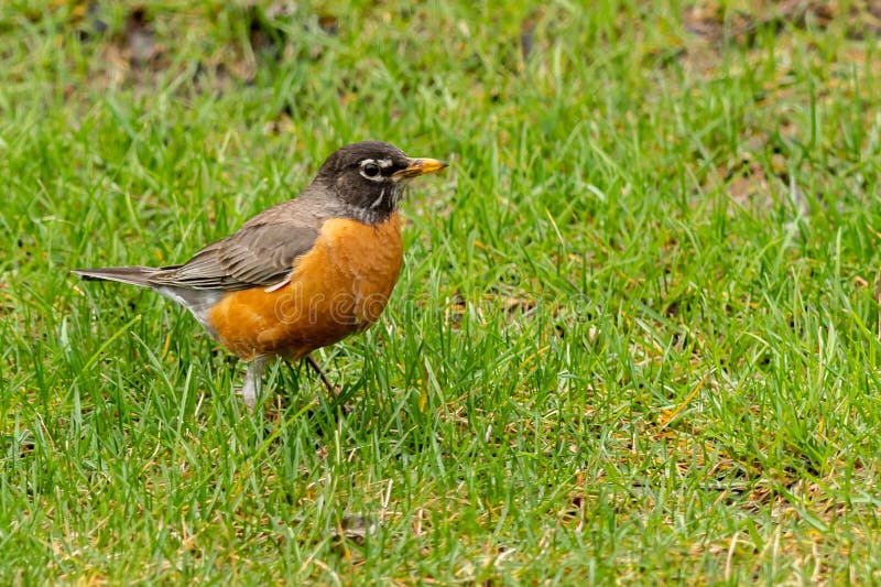 Robin Looking Down on Branch in Sunlight Stock Photo - Image of perched ...