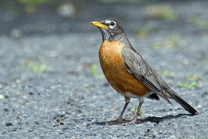 American Robin stock photo. Image of robin, bath, migrate - 31616428