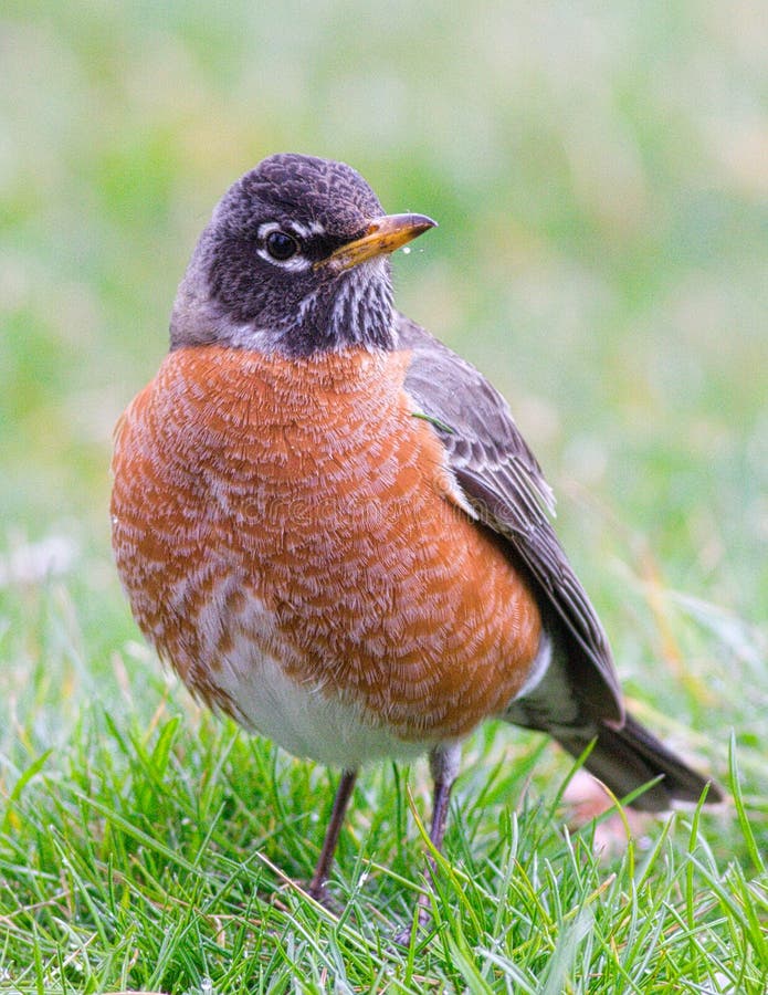 American Robin in nature stock image. Image of body - 234696313