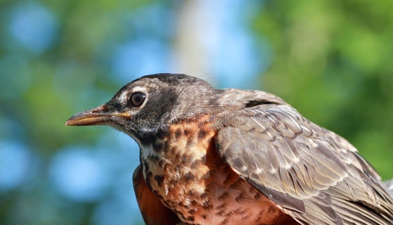 American robin in nature stock photo. Image of summer - 43169816
