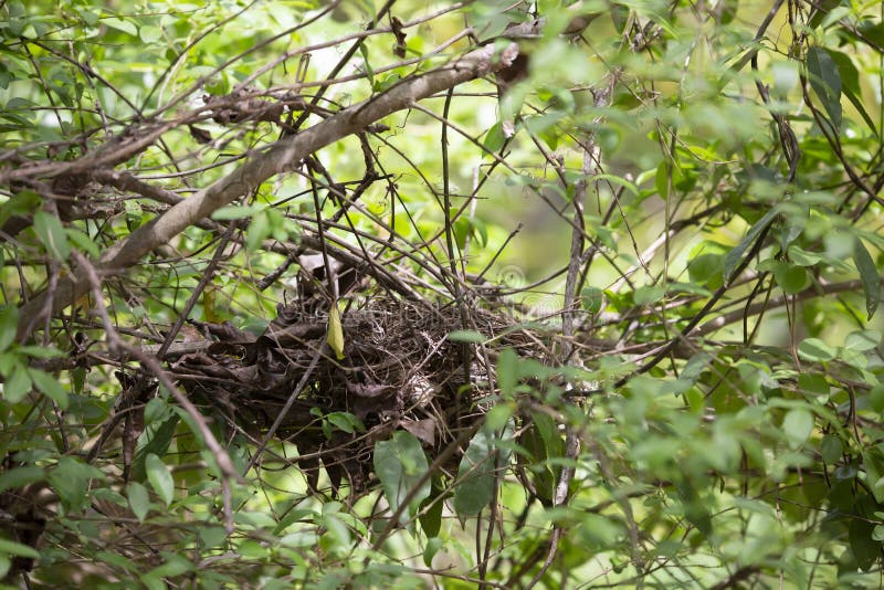 American Robin Nest stock photo. Image of american, bird - 213929352