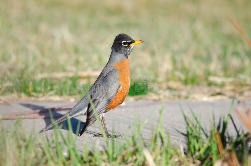 American Robin at the park stock image. Image of turdidae - 39746831