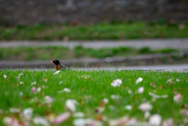 An American Robin Peaking Its Head Over a Hill Stock Image - Image of ...