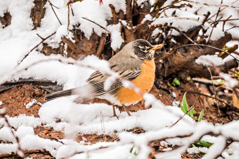 American Robin Perched on Blooming Peach Tree in Spring Snow Stock ...