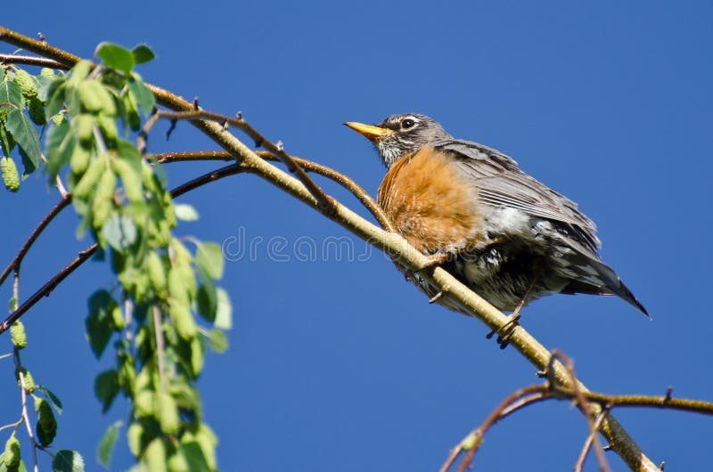 American Robin Perched on a Branch Stock Photo - Image of thrush, north ...