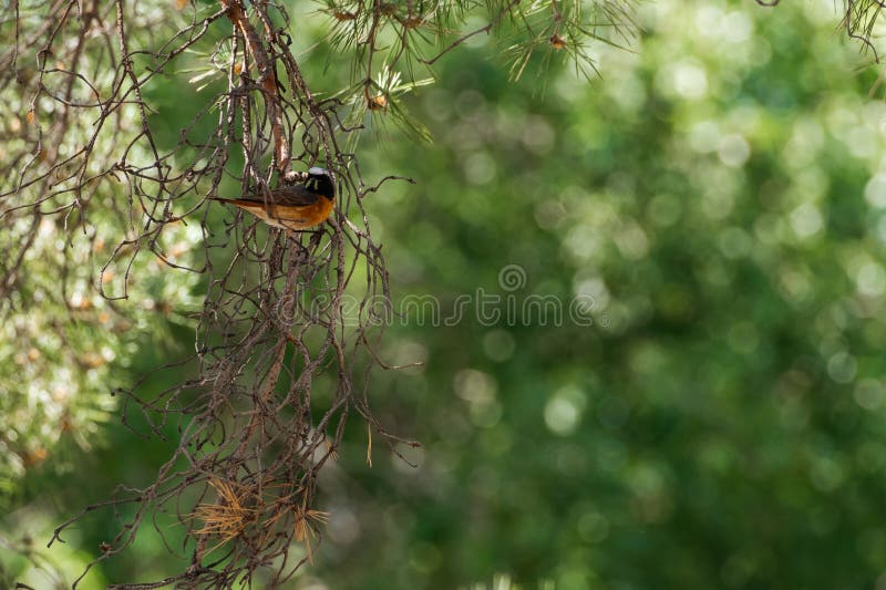 American Robin Perched in Pine Tree Stock Photo - Image of flora ...