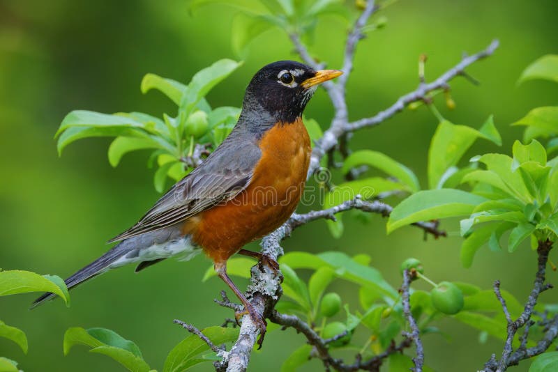 American Robin stock photo. Image of cuda, perched, robins - 275184926