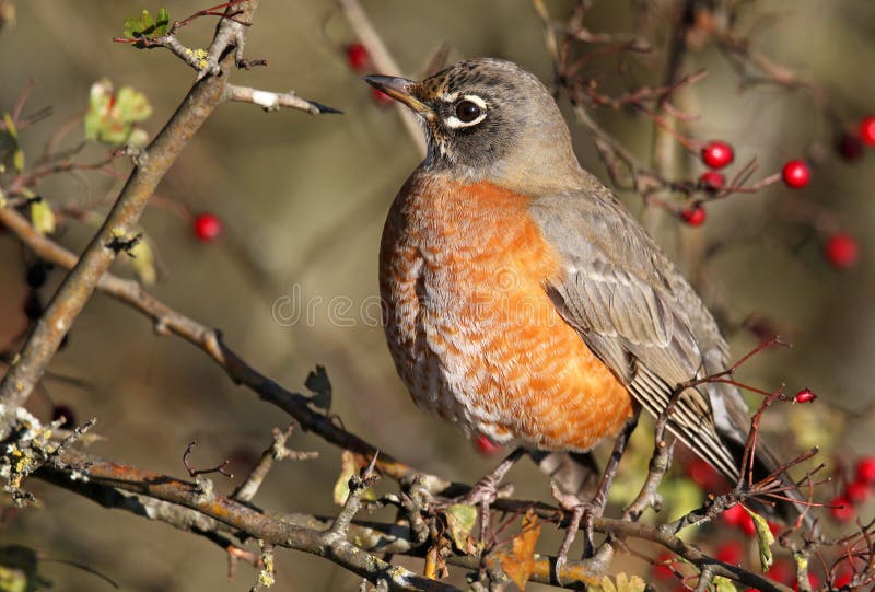American Robin Perched in a Tree with Red Berries, British Columbia ...
