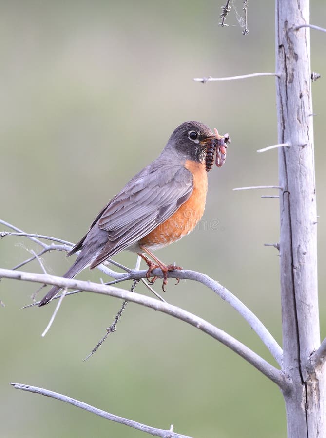 American Robin with Worm stock image. Image of beak - 238808047