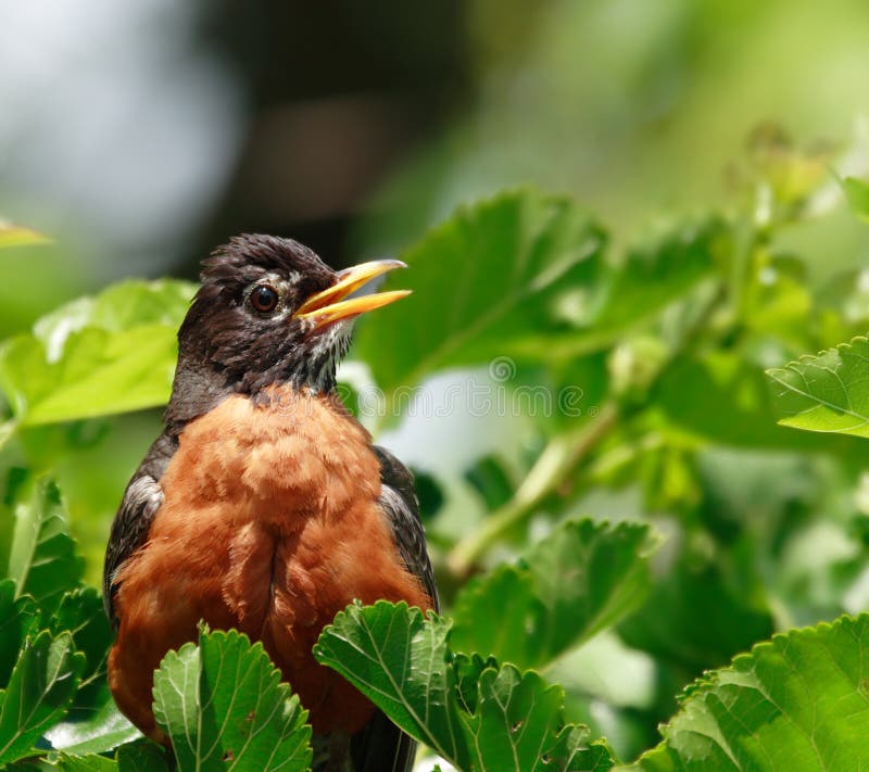 American Robin portrait stock image. Image of expressive - 3087109