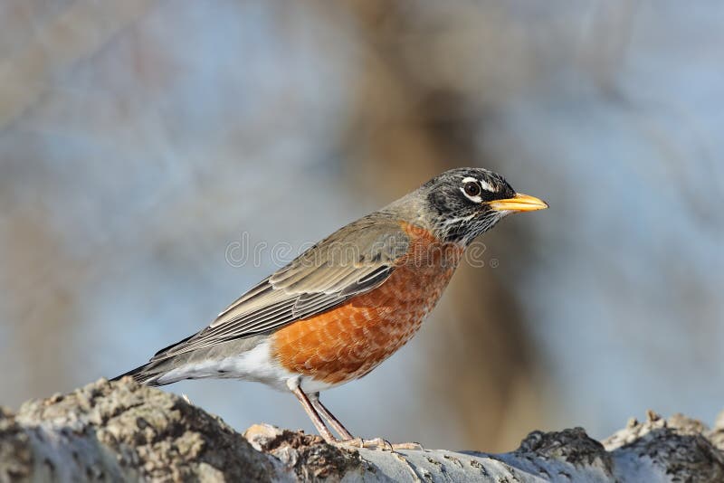 American Robin stock photo. Image of bird, beak, turdus - 19528730
